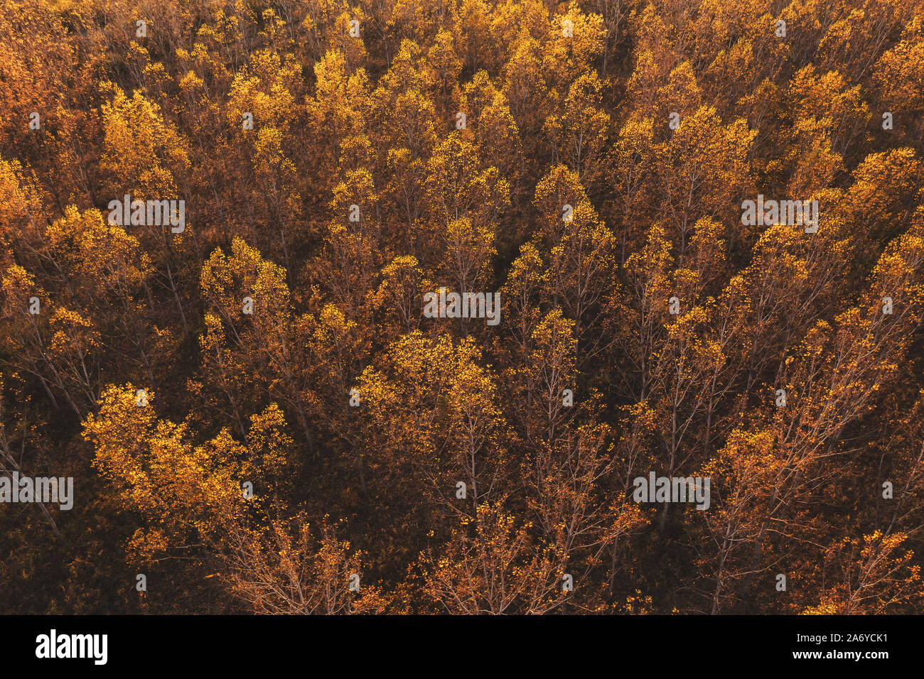 Aspen tree forest hi-res stock photography and images - Alamy
