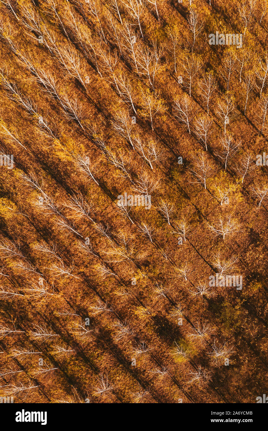 Aspen tree forest hi-res stock photography and images - Alamy