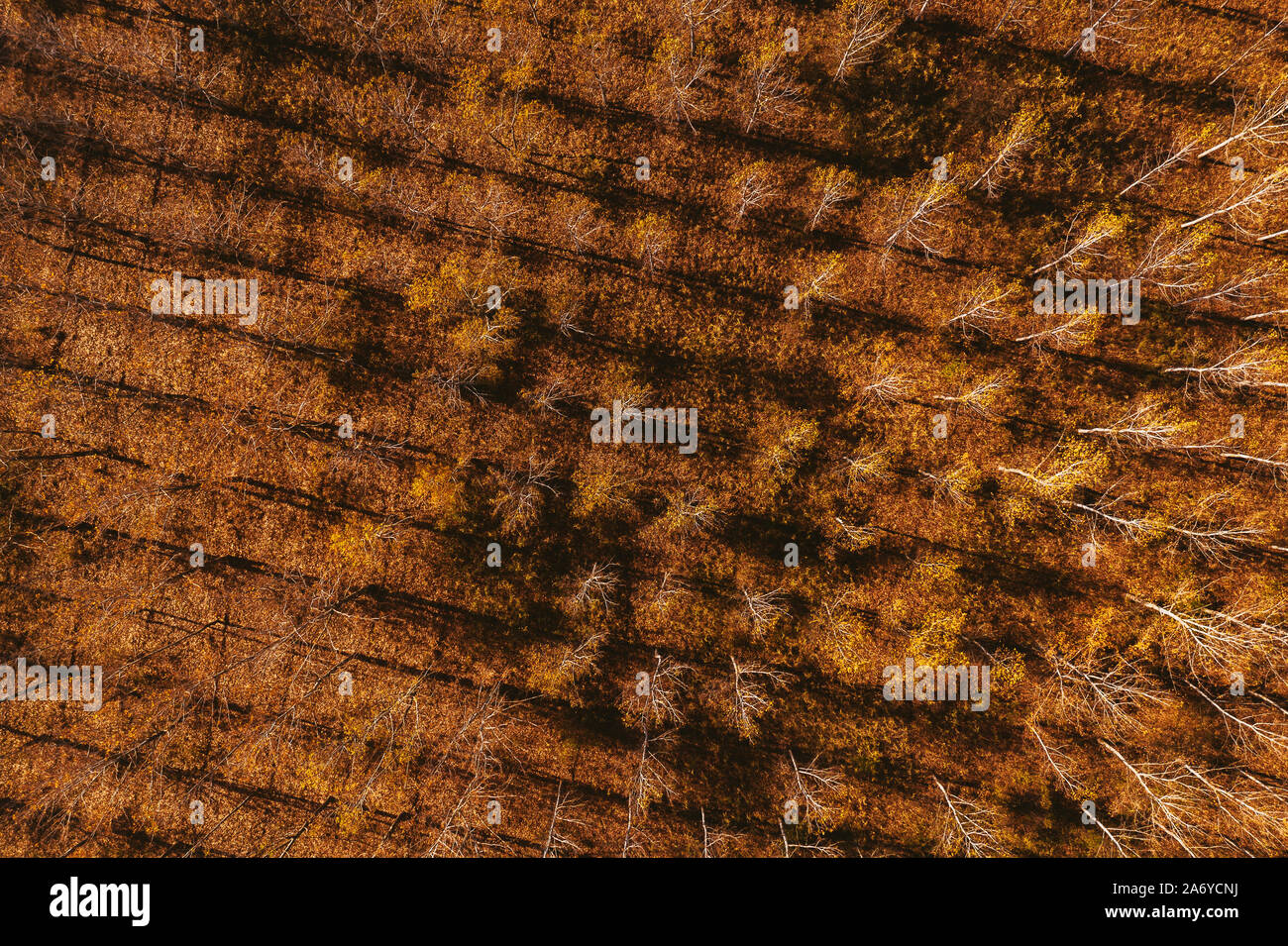 Aspen tree forest hi-res stock photography and images - Alamy