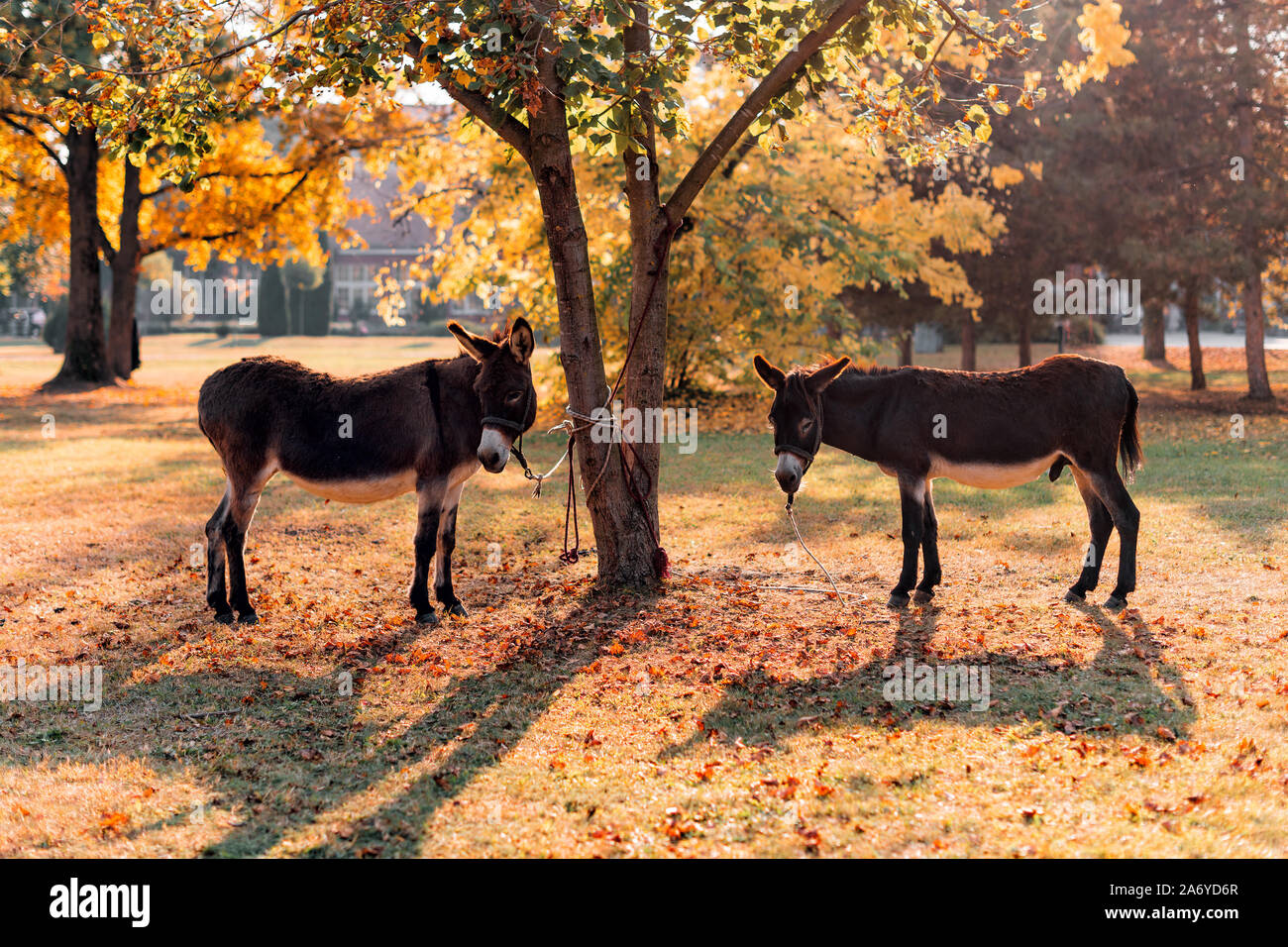 Pair of donkeys tied to a tree in park, autumn scenery Stock Photo - Alamy