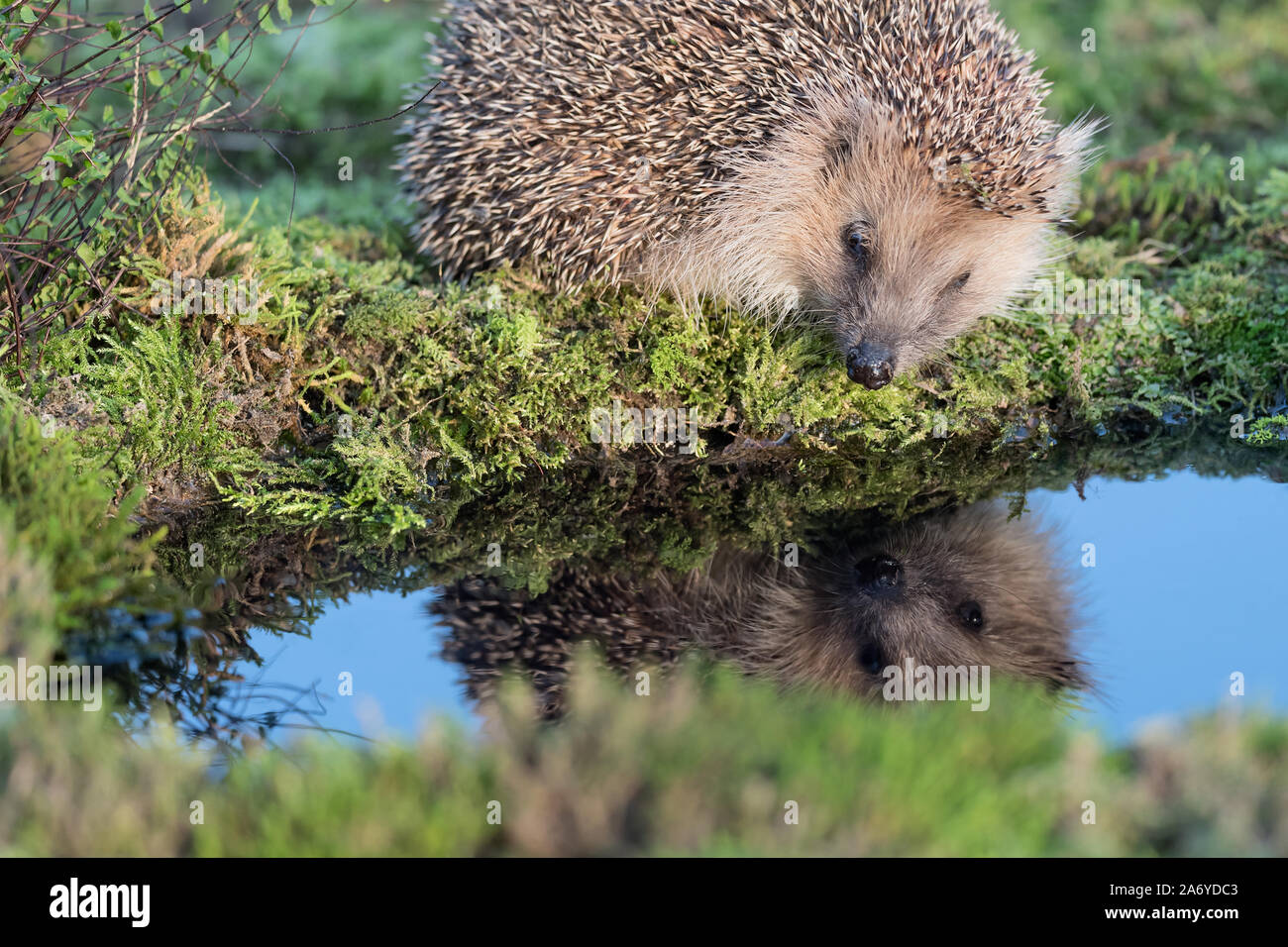 Puddle reflection face hi-res stock photography and images - Alamy