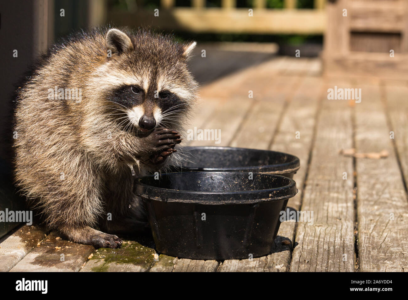 Young Raccoon Sitting In Front Of Black Food And Water Bowls On A