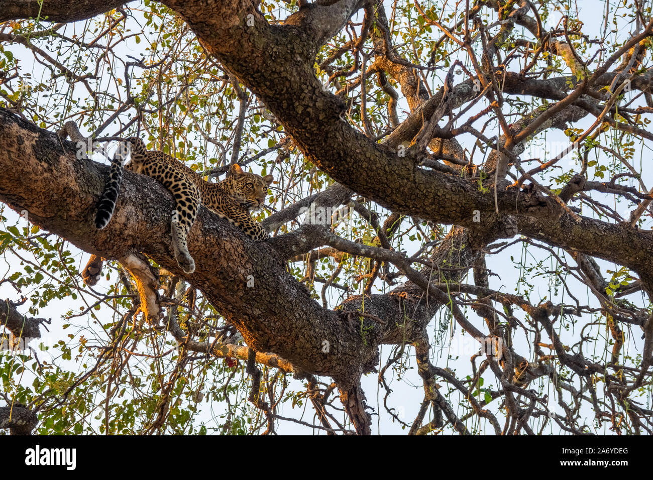 Sprawled hi-res stock photography and images - Alamy