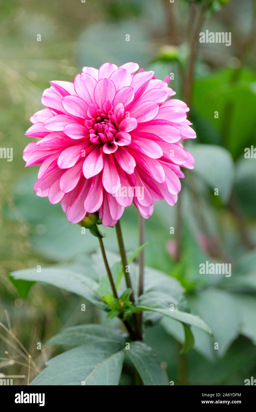 Single bloom of deep pink Dahlia 'Ruby Murray' Stock Photo - Alamy
