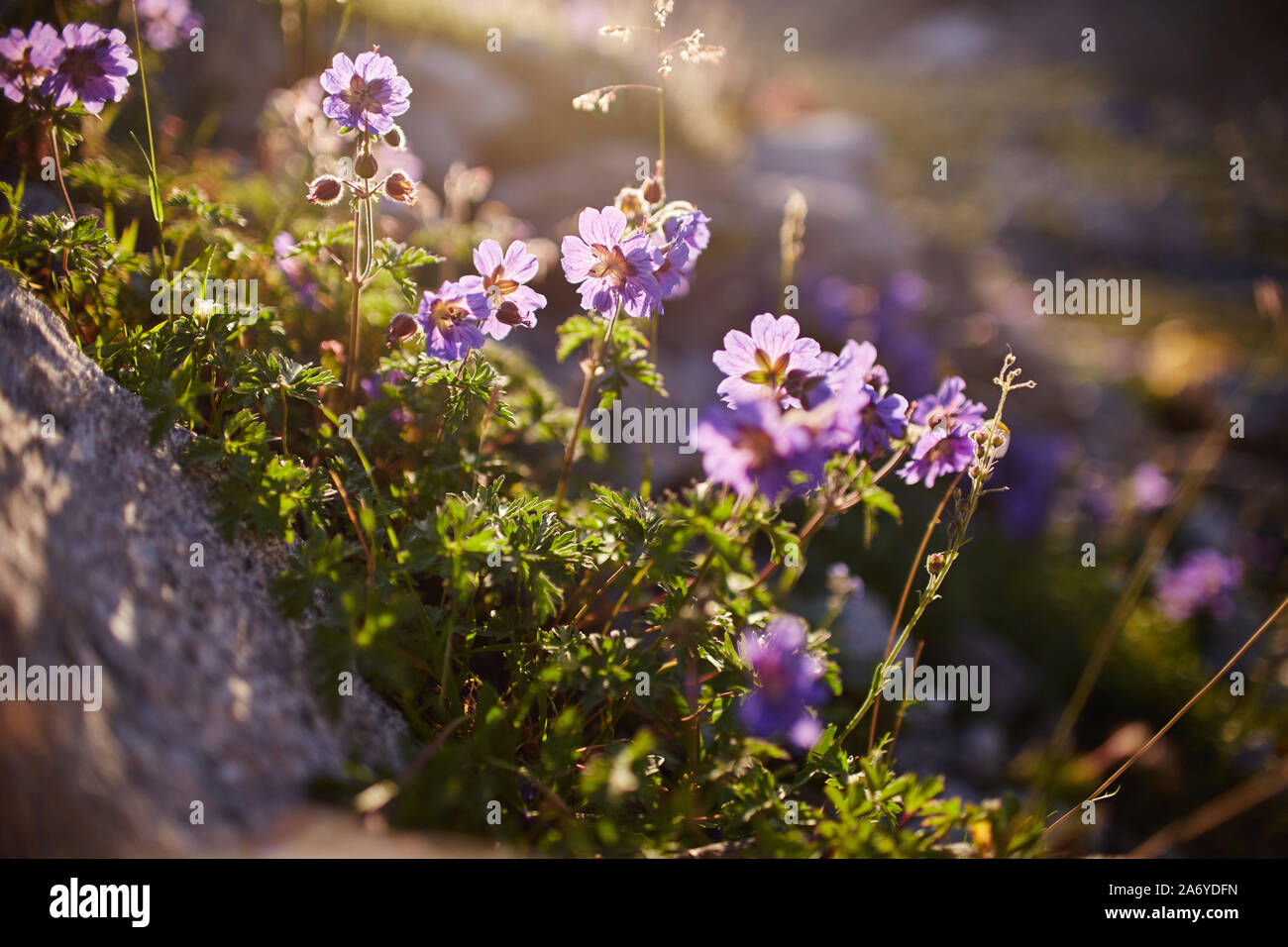 Rare mountain flowers and plants growing on the slope of the Caucasus ...