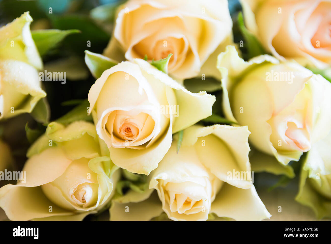 A bouquet of fresh white roses on white wood Stock Photo - Alamy