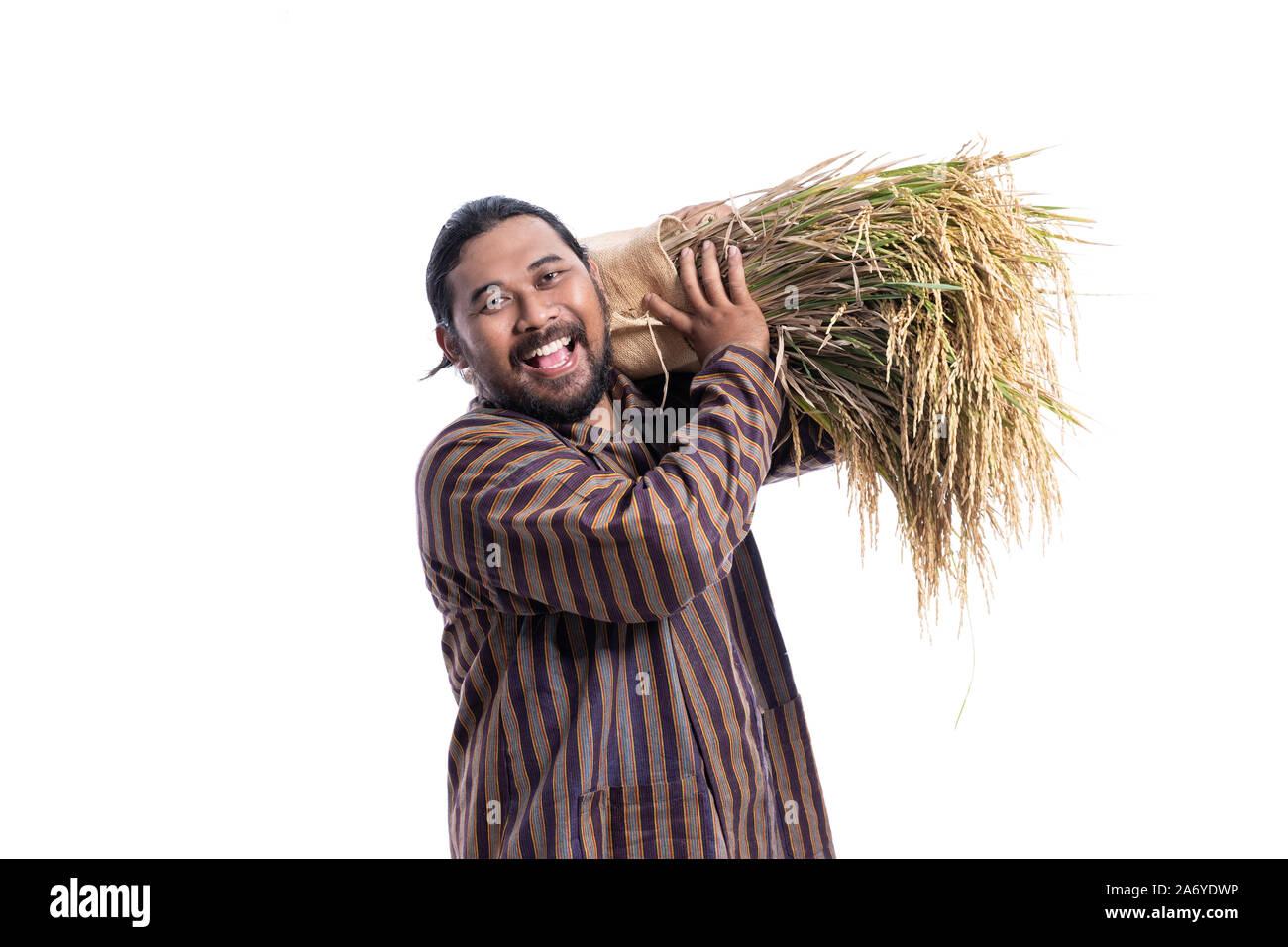 smile asian farmer holding paddy rice grain isolated on white Stock ...