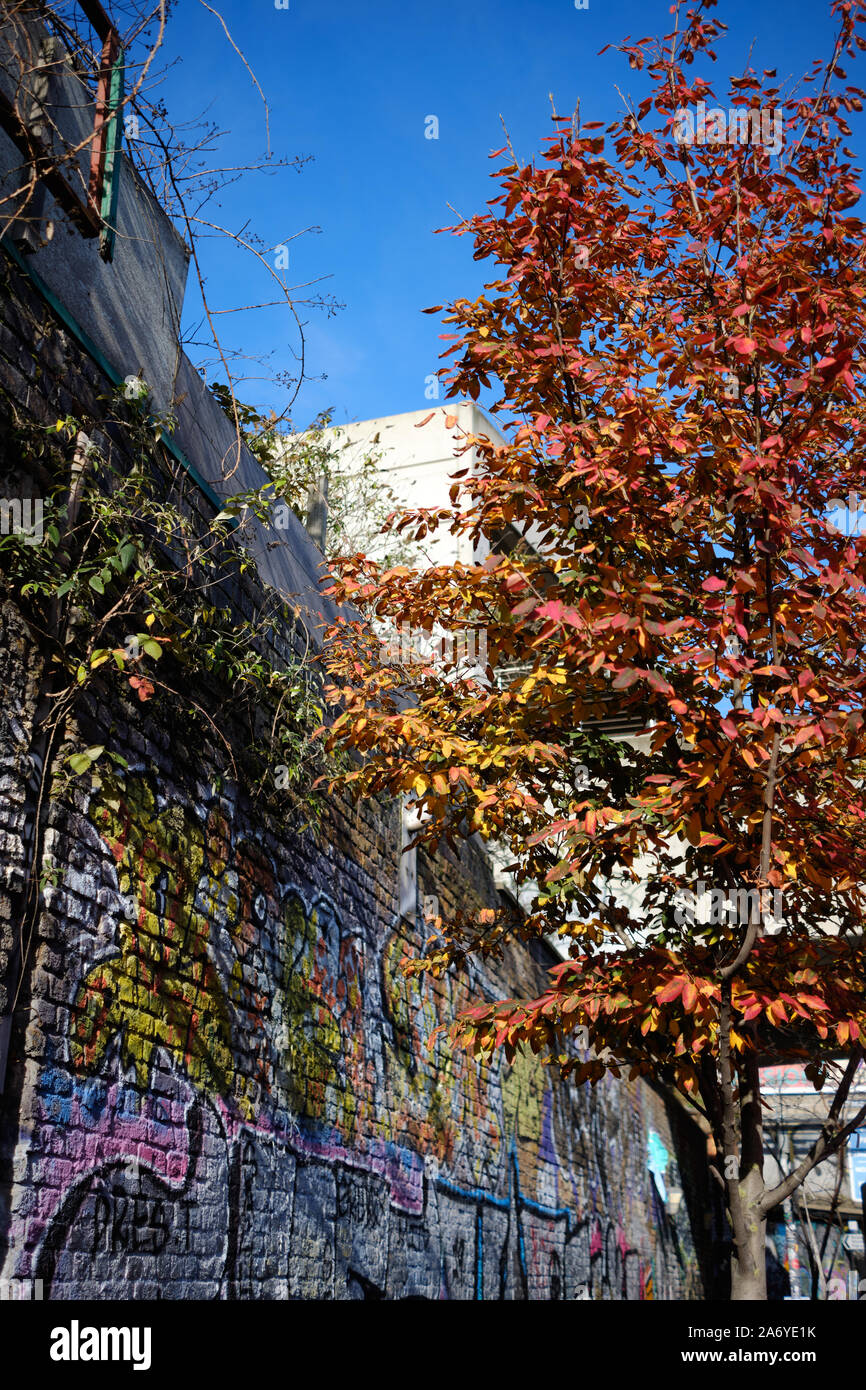 A tree shows autumn colours matching the colours of the graffiti on ...