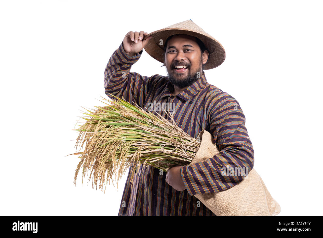 smile asian farmer holding paddy rice grain isolated on white Stock ...