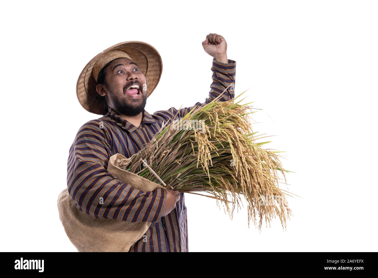 happy excited traditional farmer with hand raised holding rice Stock ...