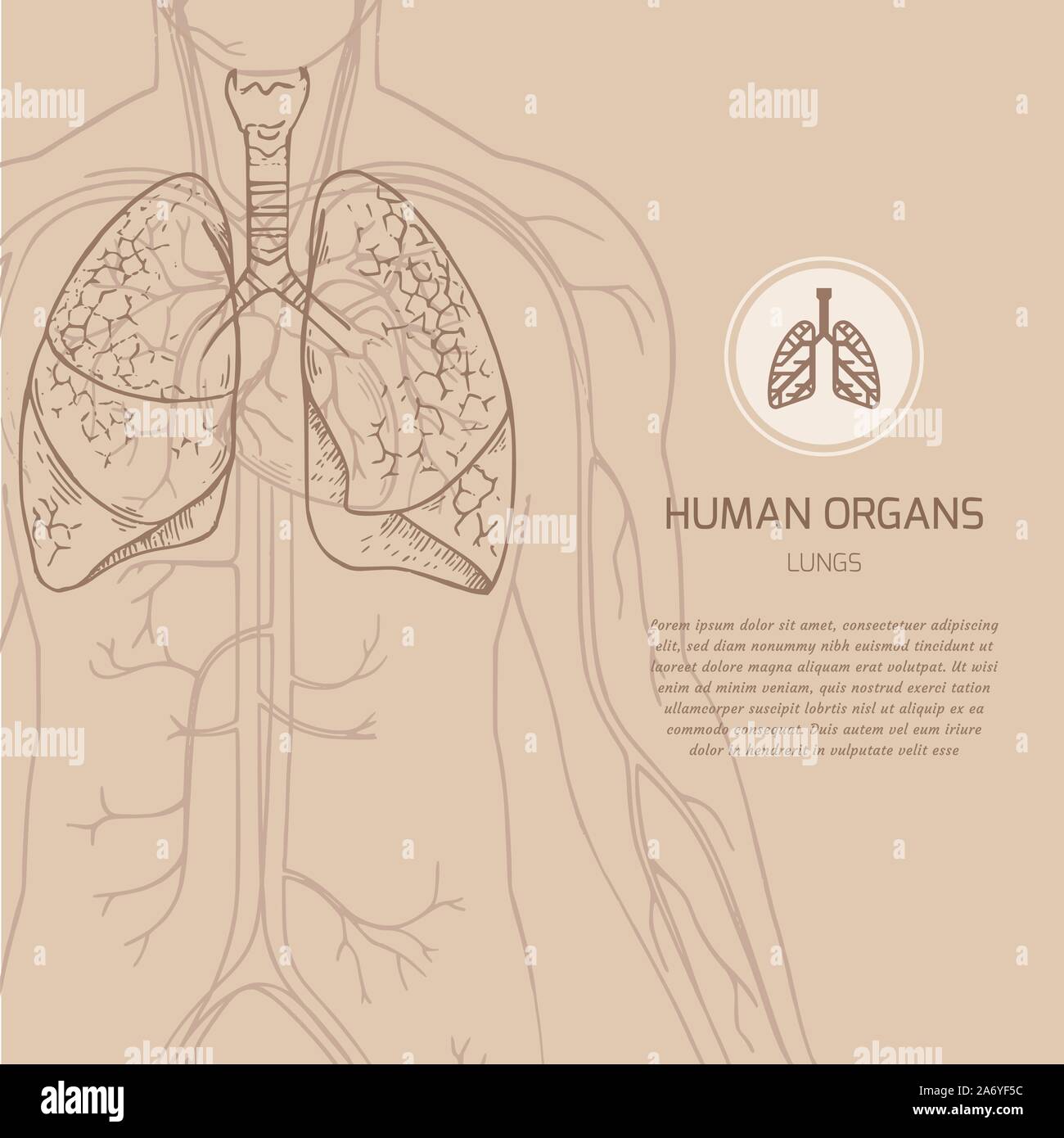 Medical Banner Template With Place For Text With Human Body Illustration In Vector And Linear