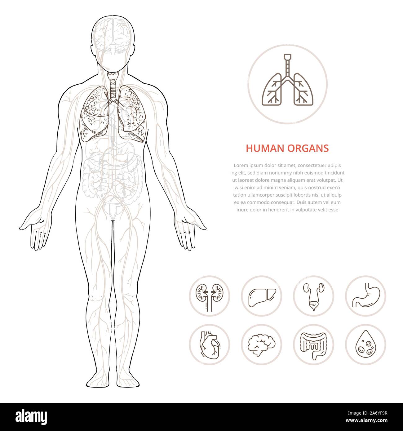 Human body anatomy infographic of the structure of human organs Stock ...