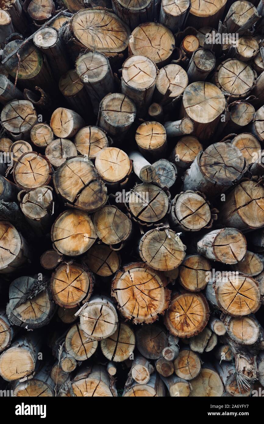 cutted trunk in the mountain in the nature Stock Photo - Alamy