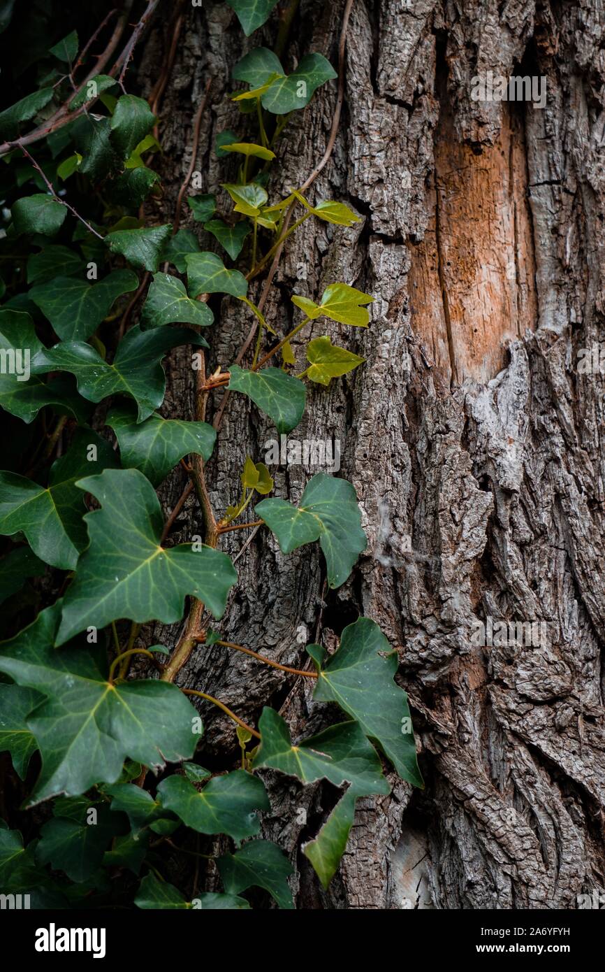 cutted trunk in the mountain in the nature Stock Photo - Alamy