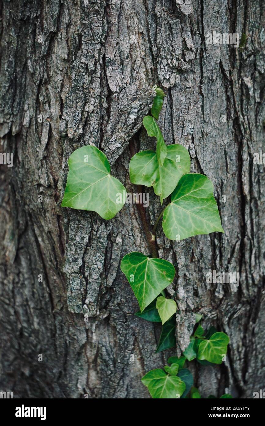 cutted trunk in the mountain in the nature Stock Photo - Alamy