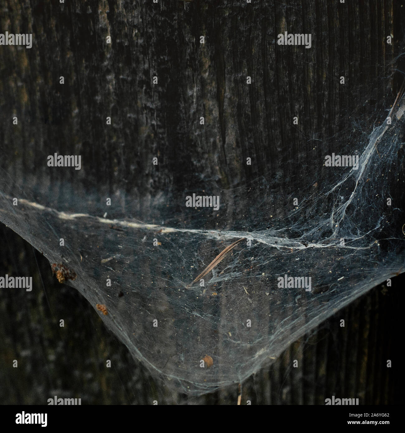 Close up of a spider web seen in natural environment Stock Photo - Alamy