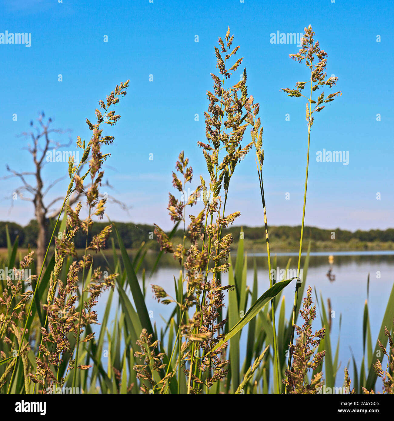Grass seedheads hi-res stock photography and images - Alamy