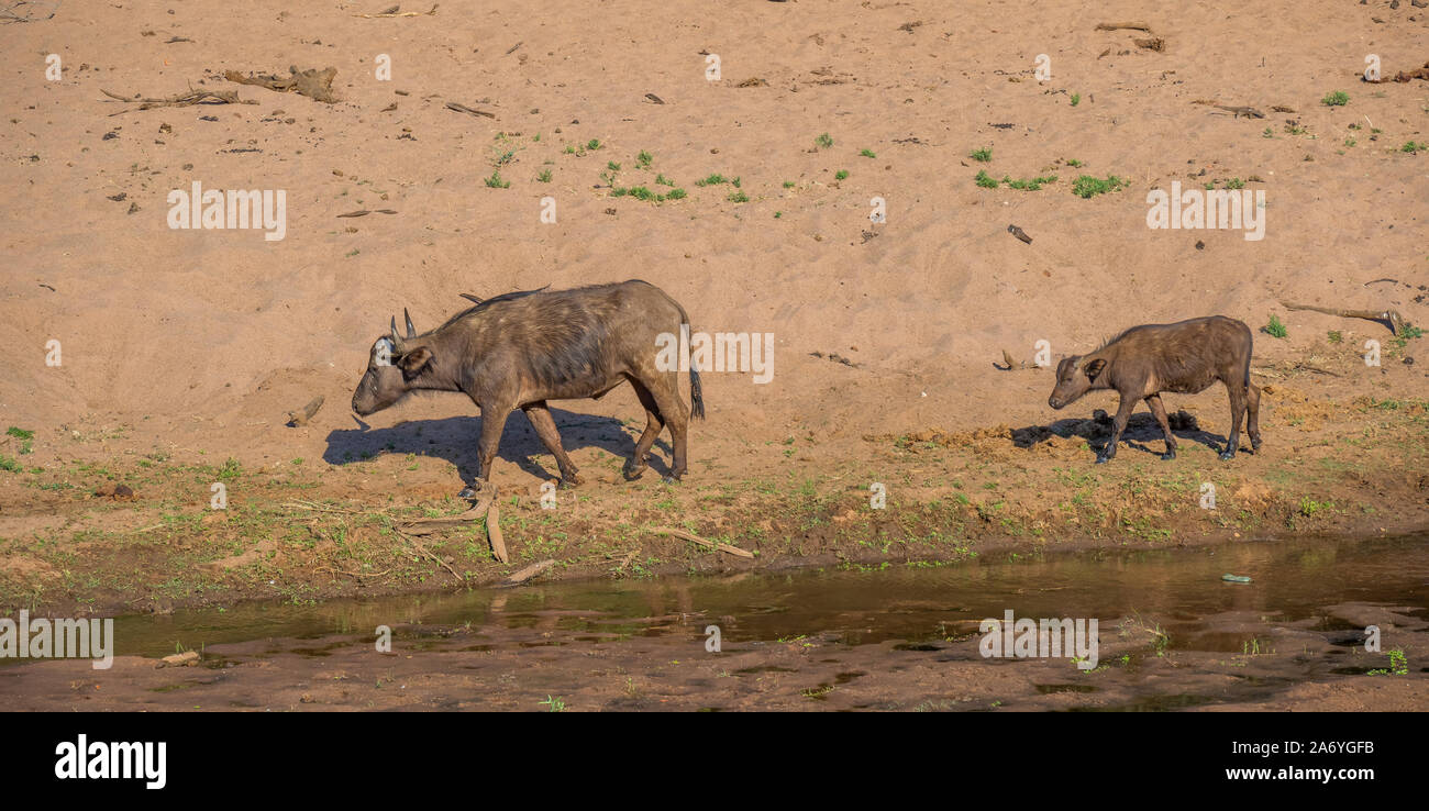 A cape buffalo cow and her calf walk on the side of a stream in the ...