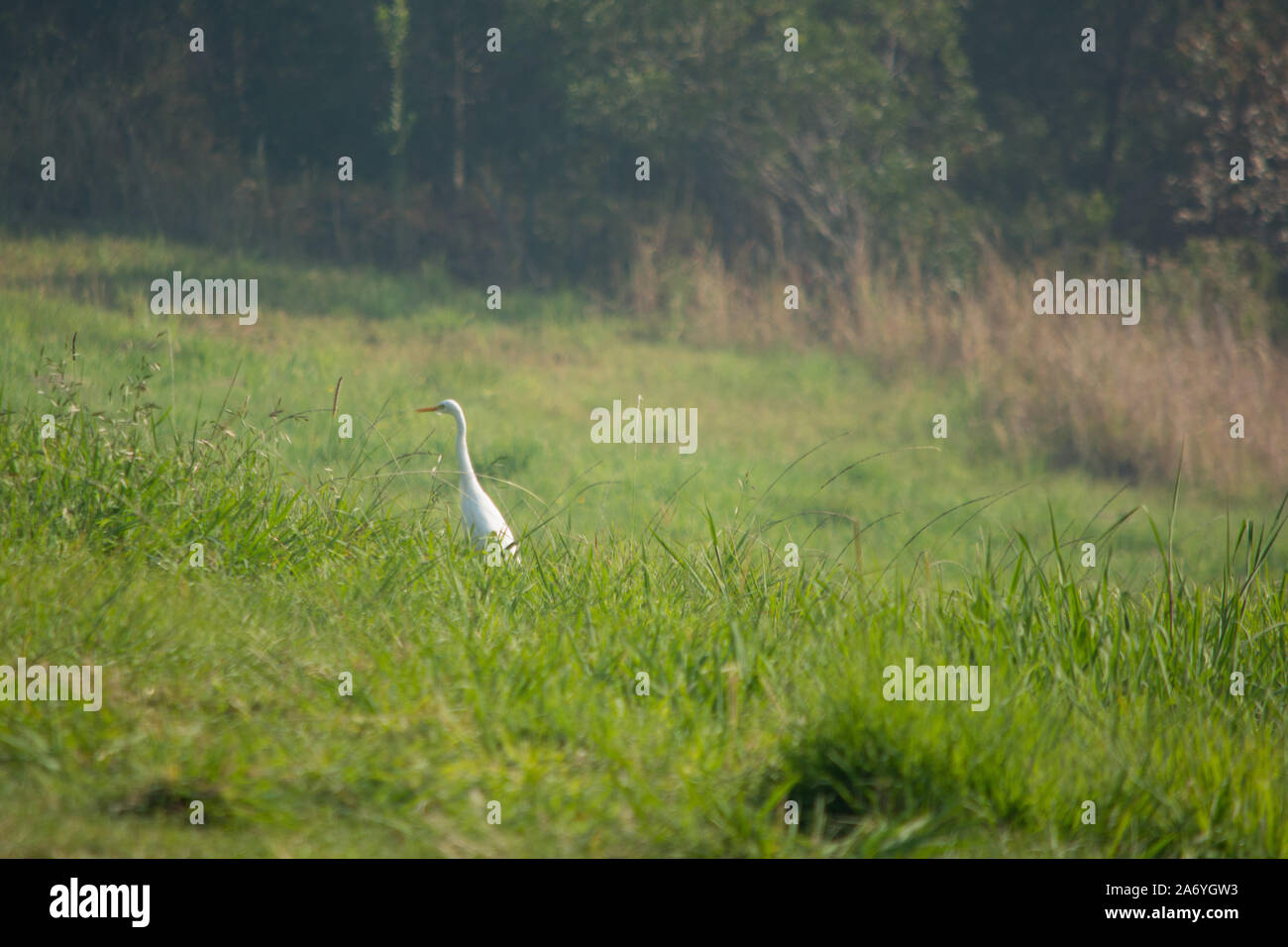 Bird, a white Heron stalking it's prey in the long green grass Stock ...