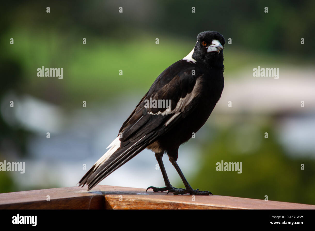 Australian birds, a Magpie, black and white feathered bird perched on ...