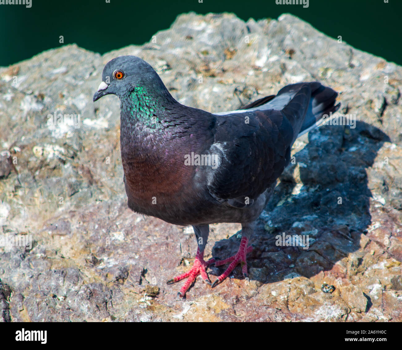 Australian Feral Pigeon High Resolution Stock Photography and Images ...