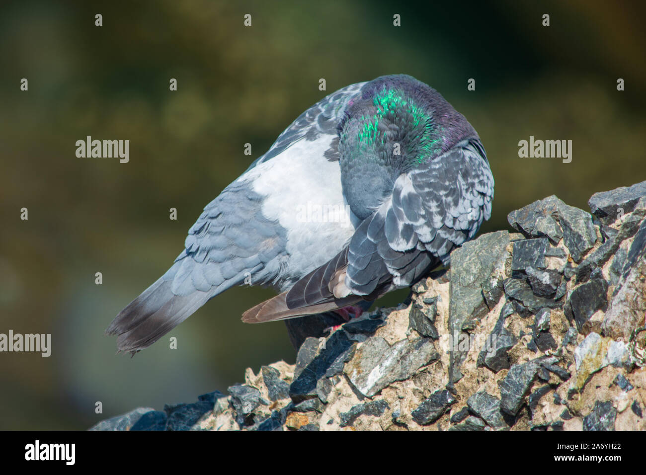 A Grey Pigeon or Rock Dove with iridescent purple and green sheen ...