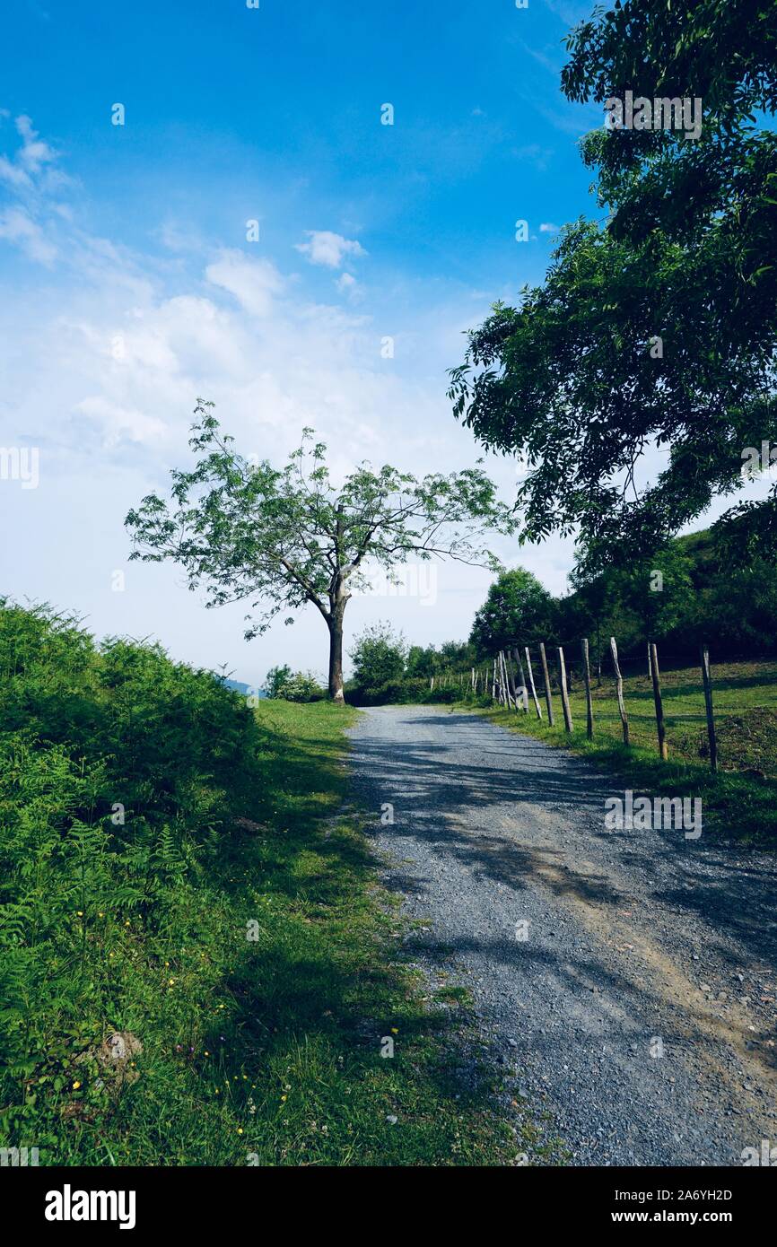 road with green trees in the mountain Stock Photo - Alamy