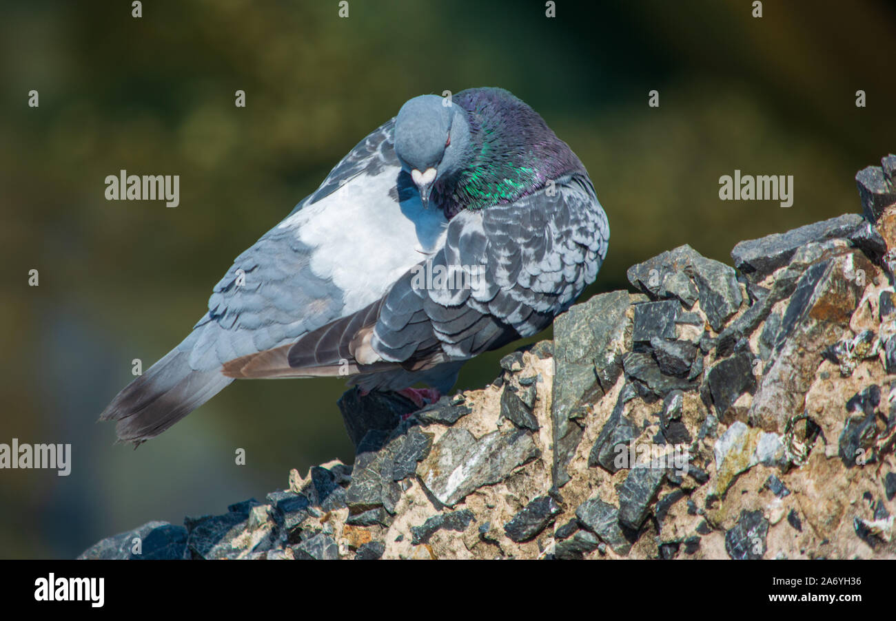 Preening Dove High Resolution Stock Photography and Images - Alamy