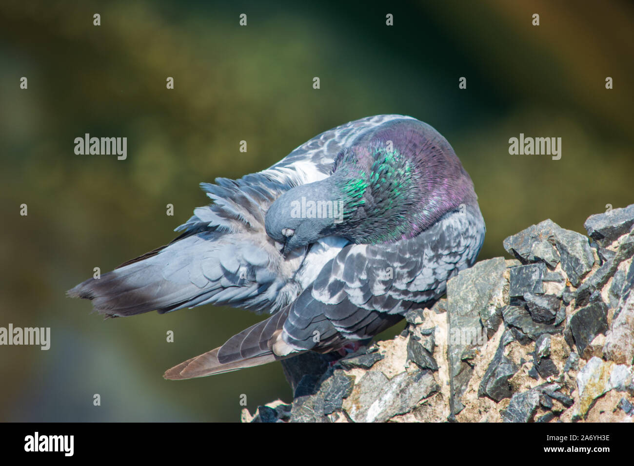 Australian feral pigeon hi-res stock photography and images - Alamy