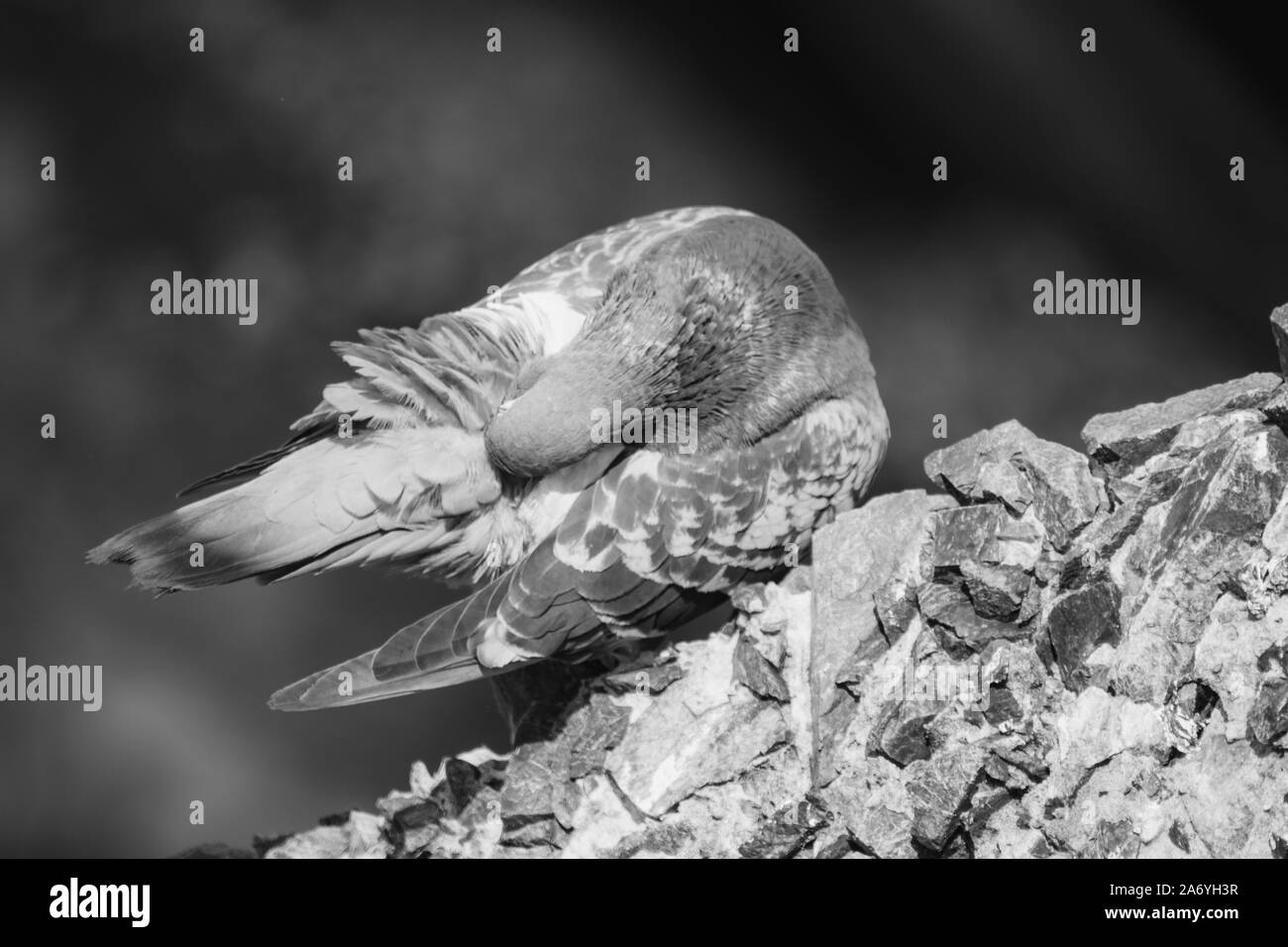 Australian feral pigeon Black and White Stock Photos & Images - Alamy