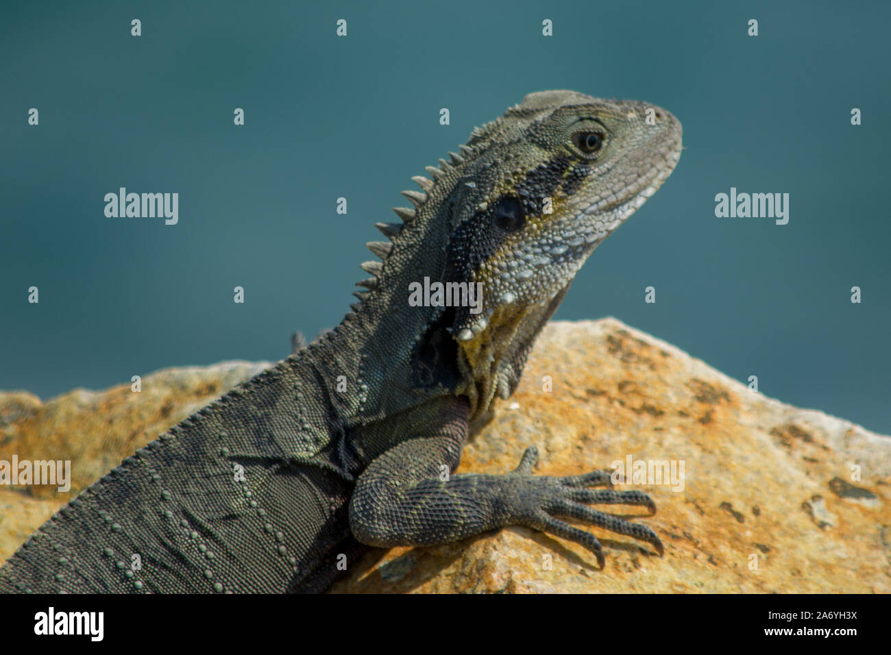 Blue Water Dragon Lizard