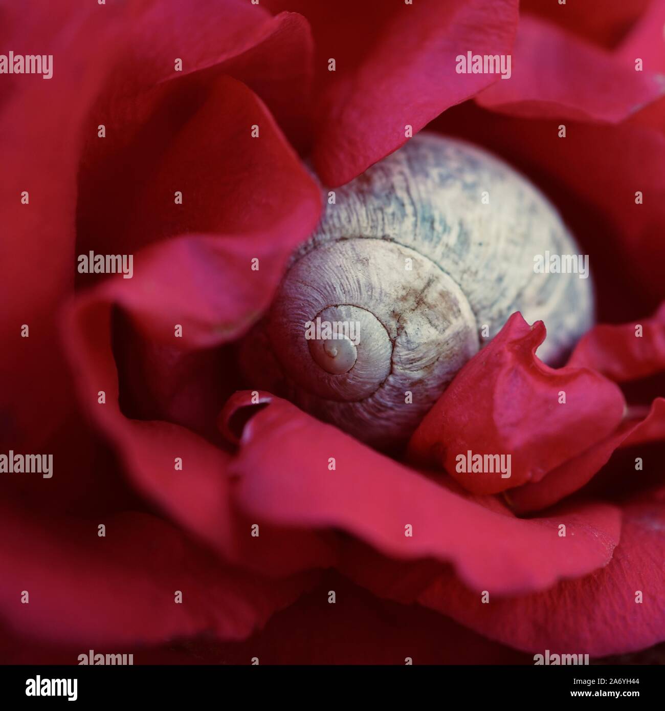 little snail sleeping on the red rose flower Stock Photo - Alamy