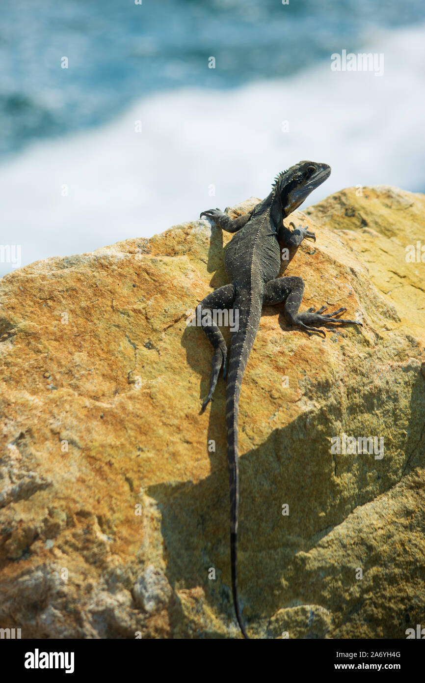 Lizard soaking up the sun hi-res stock photography and images - Alamy