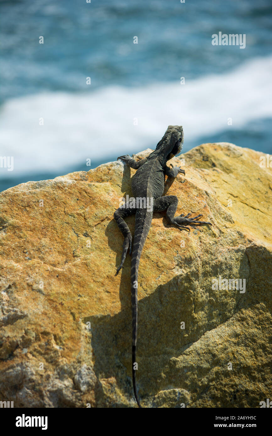 Lizard on rocks australian hi-res stock photography and images - Alamy
