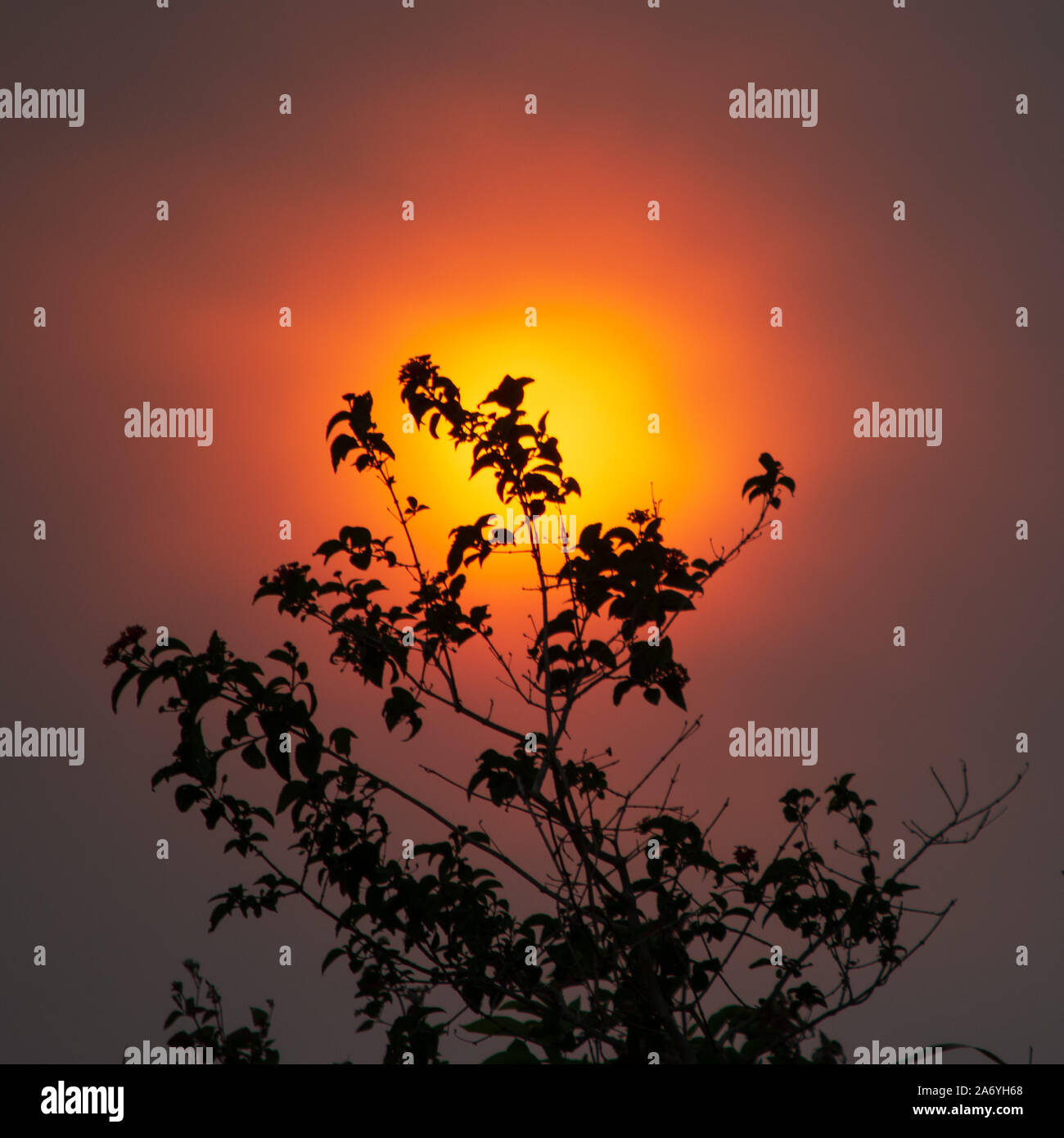 Smokey sunset, sun glowing yellow and orange red, with silhouetted tree ...