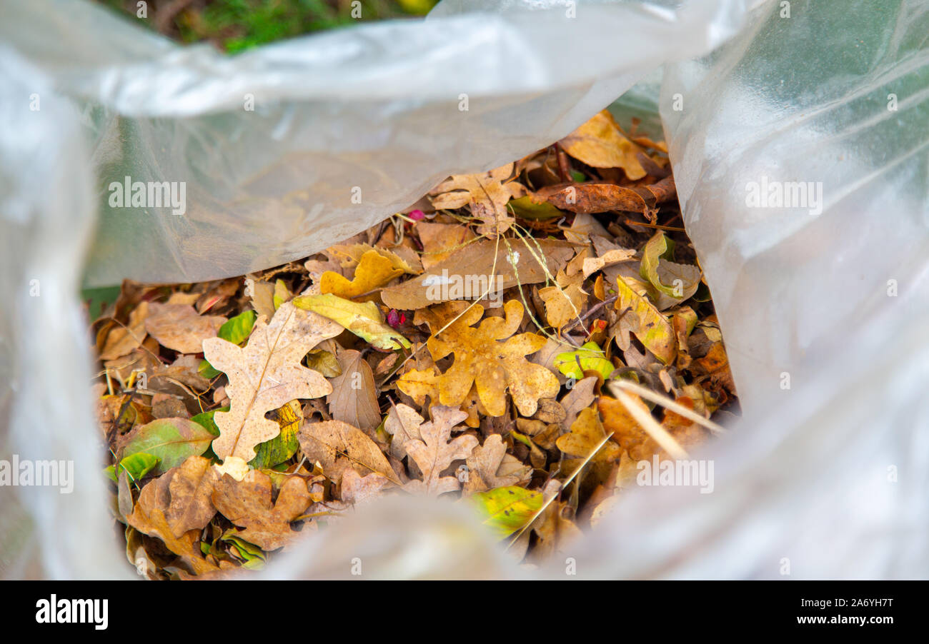 Yellow autumn leaves collected and in a transparent trash bag Stock ...