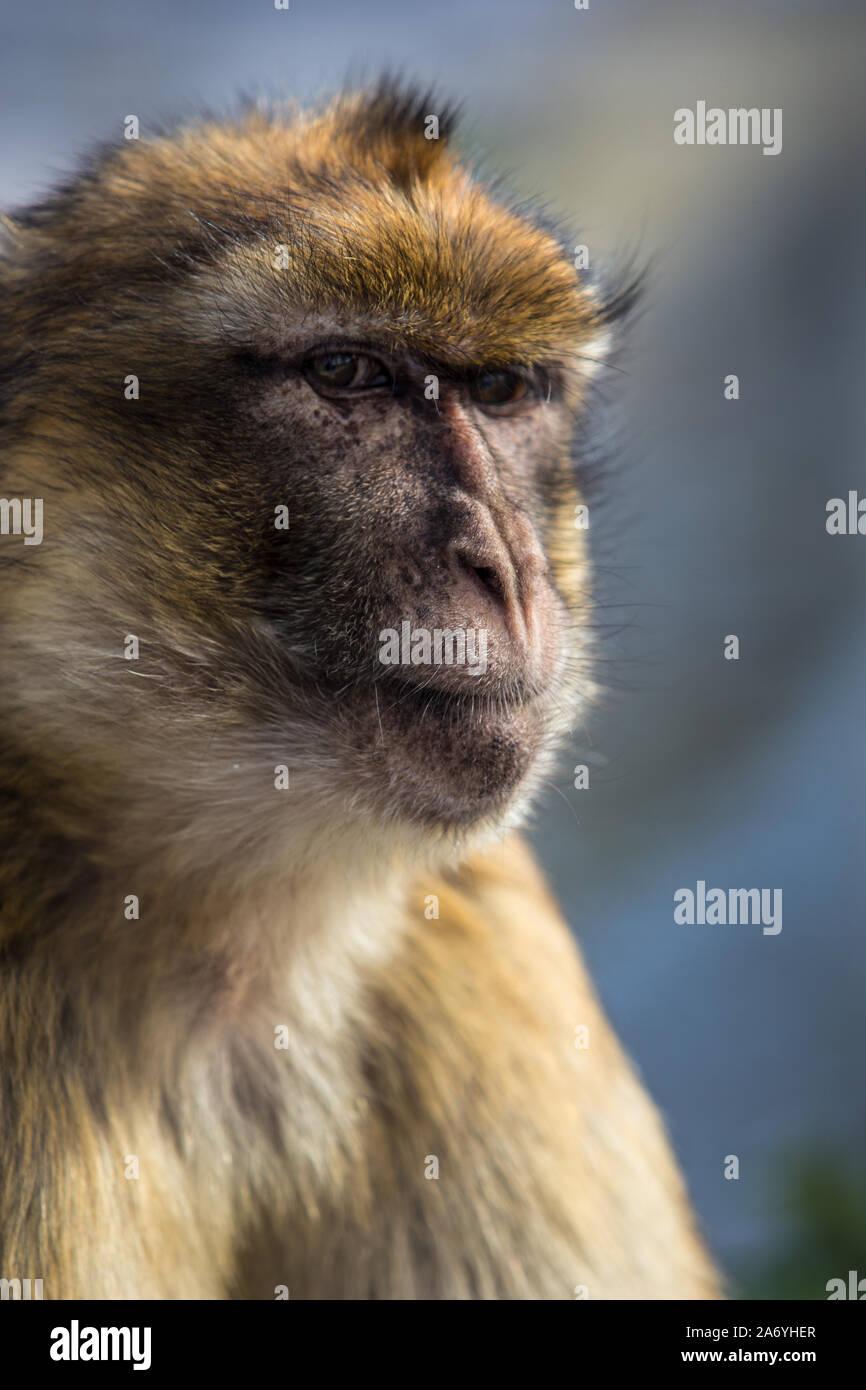 Macaques and tourists hi-res stock photography and images - Alamy