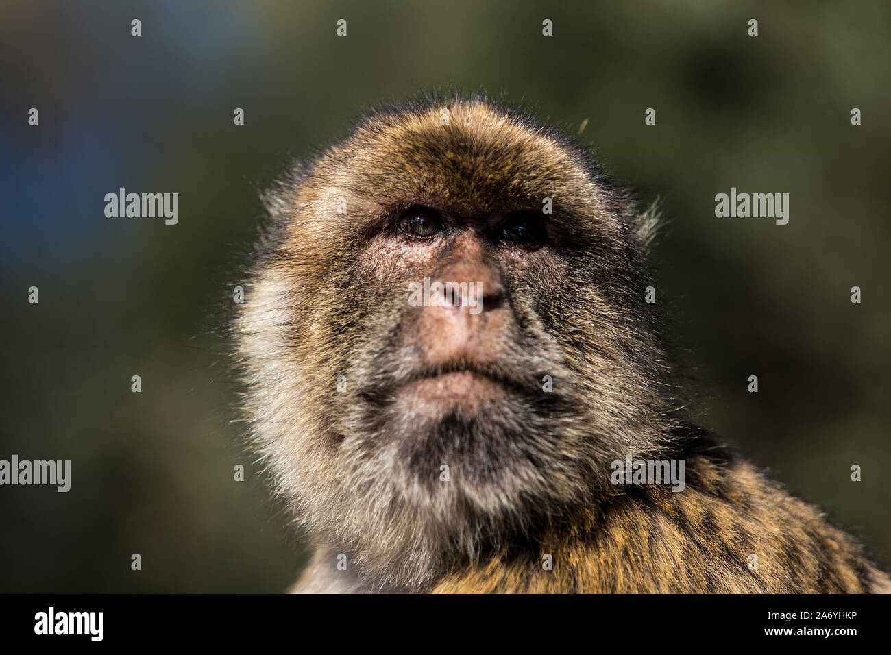 Macaques and tourists hi-res stock photography and images - Alamy