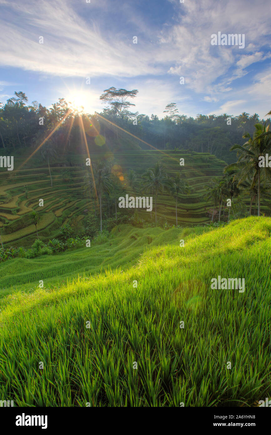 Indonesia, Bali, Ubud, Ceking Rice Terraces Stock Photo - Alamy