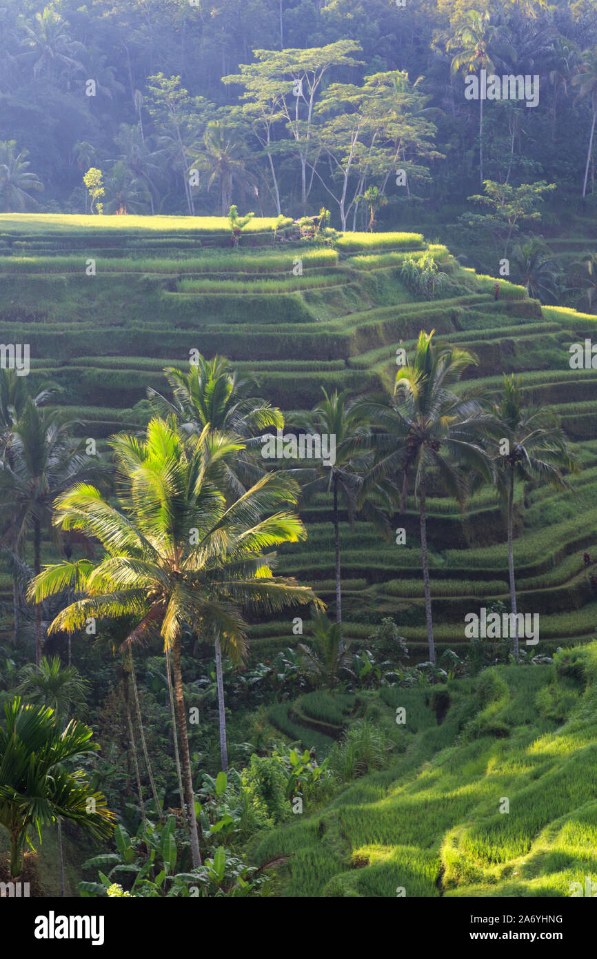 Indonesia, Bali, Ubud, Ceking Rice Terraces Stock Photo - Alamy