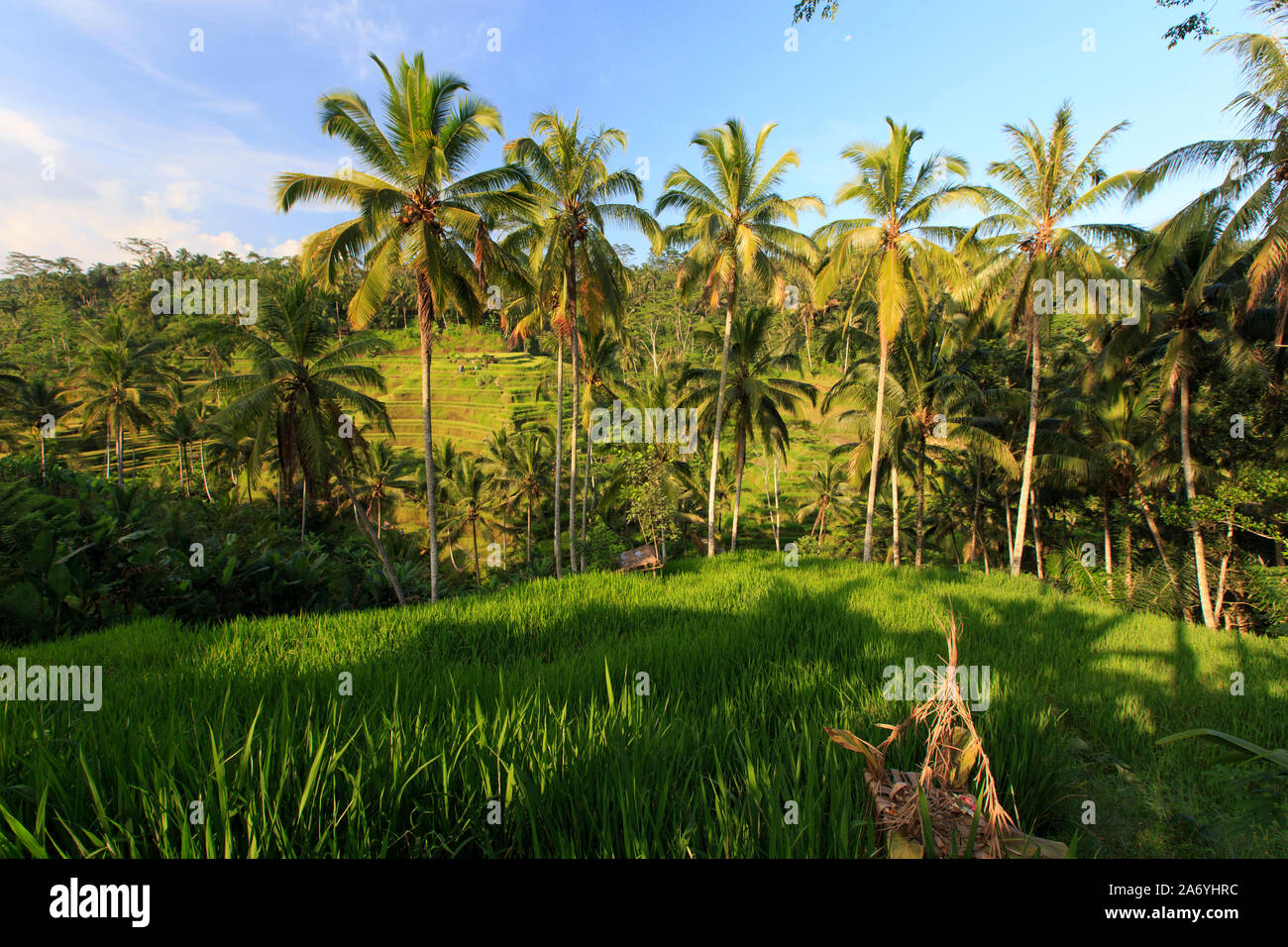 Indonesia, Bali, Ubud, Tegallalang/Ceking Rice Terraces Stock Photo - Alamy