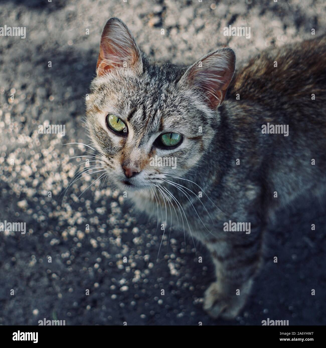 Cat grey gray hi-res stock photography and images - Alamy