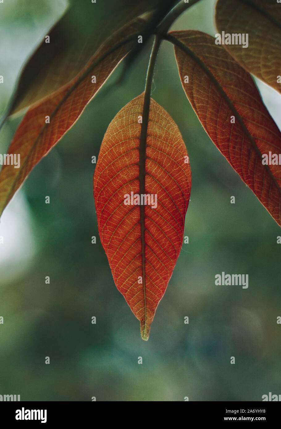 Red and green nature hi-res stock photography and images - Alamy