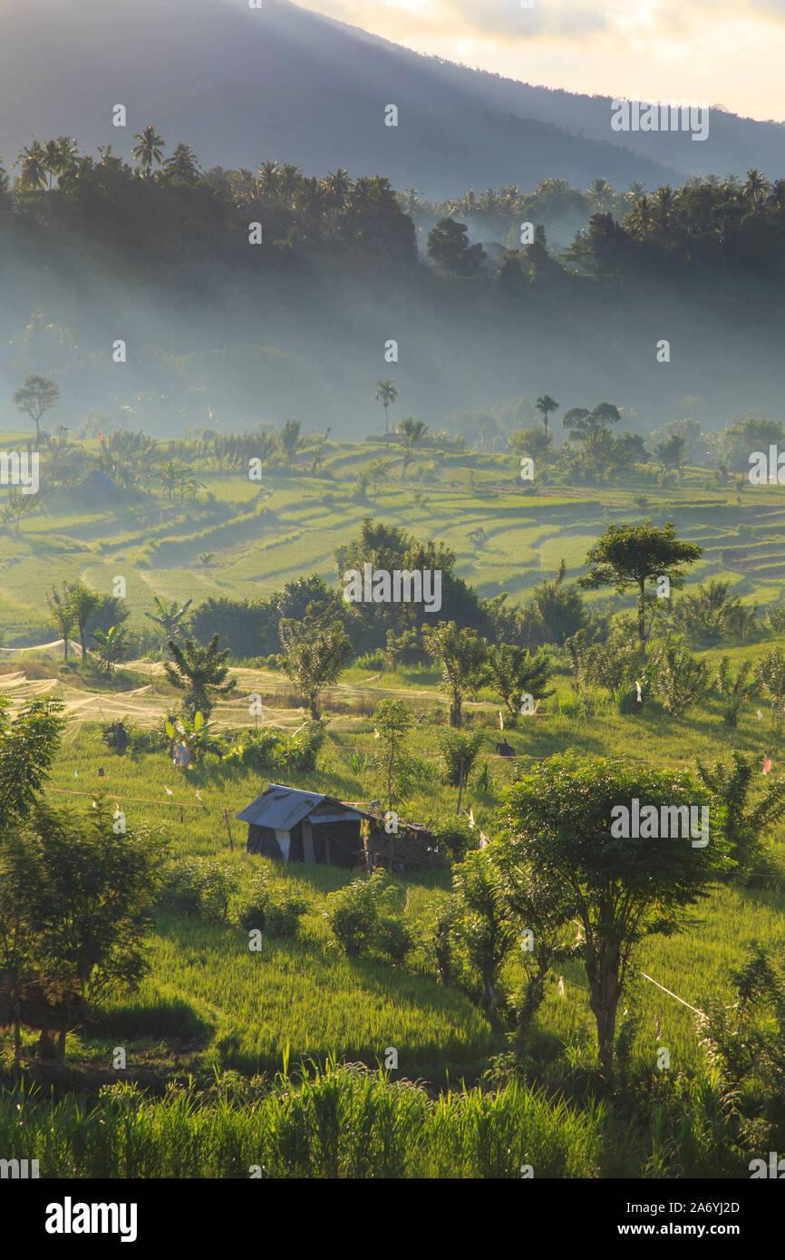 Indonesia, Bali, Tirta Gangga, Rice Terraces Stock Photo - Alamy
