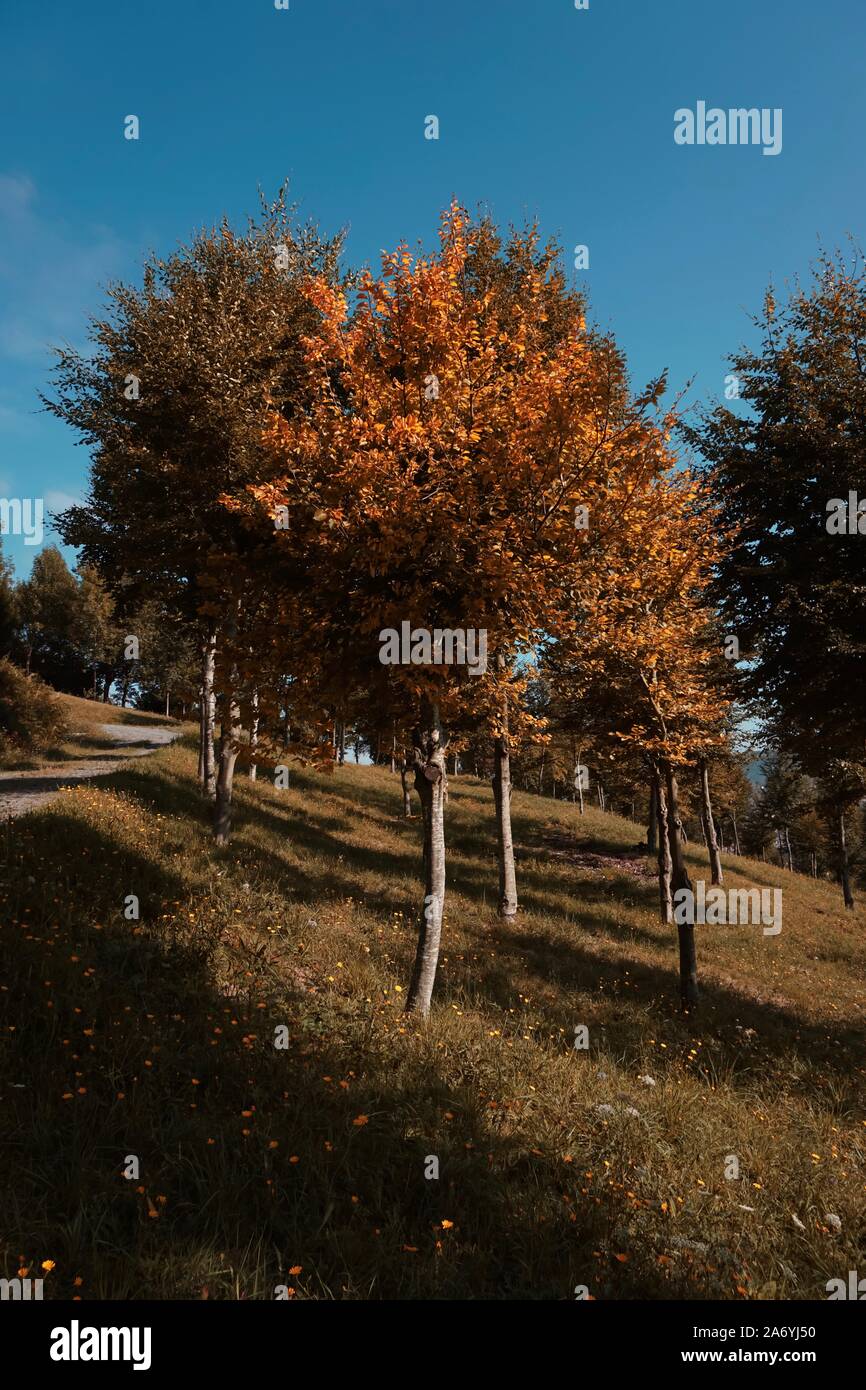 brown trees in the mountain, autumn colors in the nature Stock Photo ...