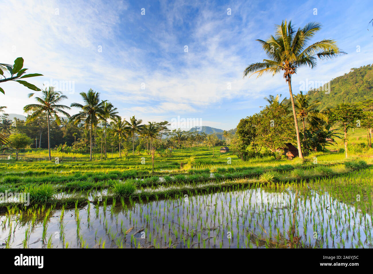 Indonesia, Bali, Sidemen, Rice Fields and Gunung Agung Volcano Stock ...