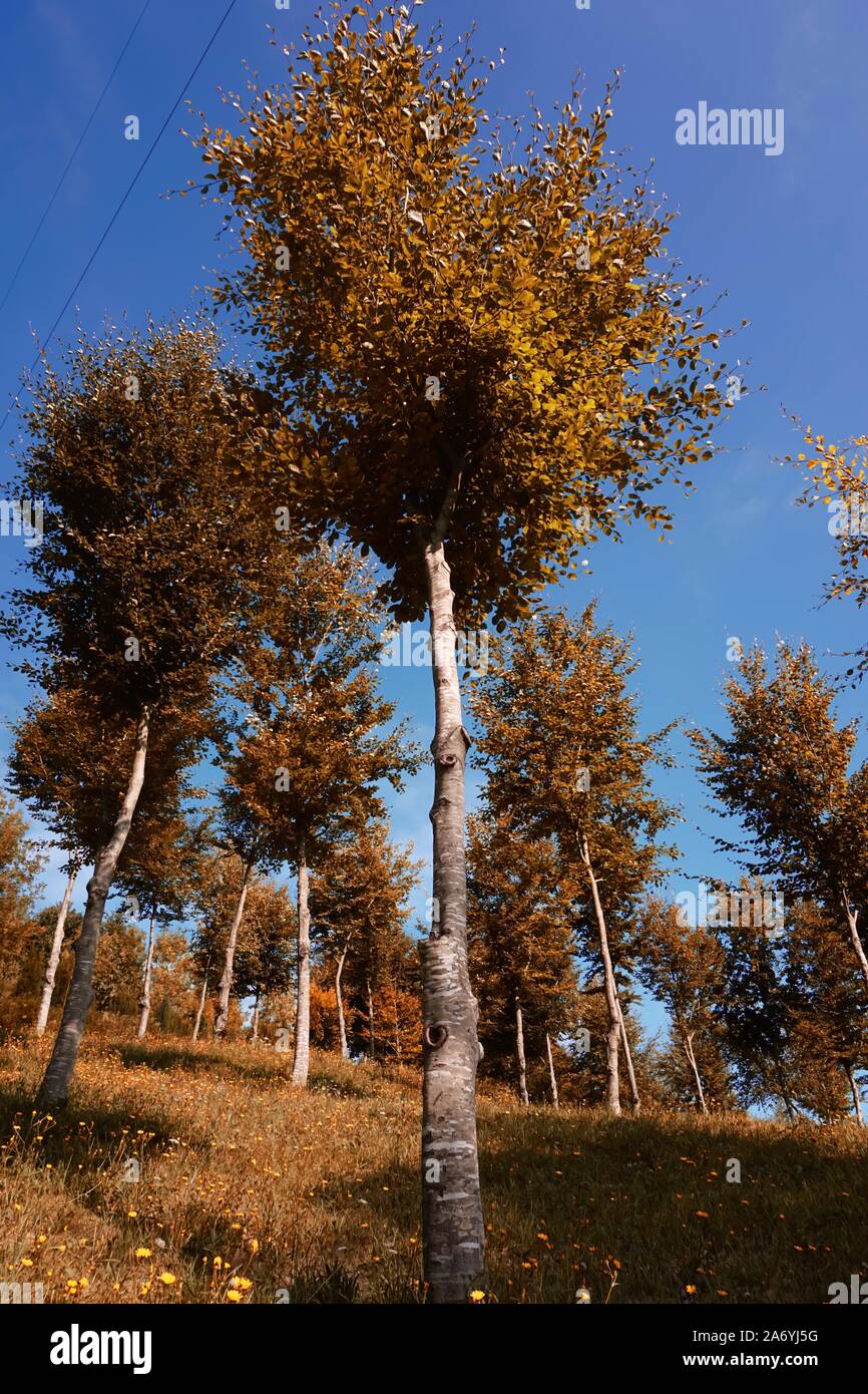 brown trees in the mountain, autumn colors in the nature Stock Photo ...