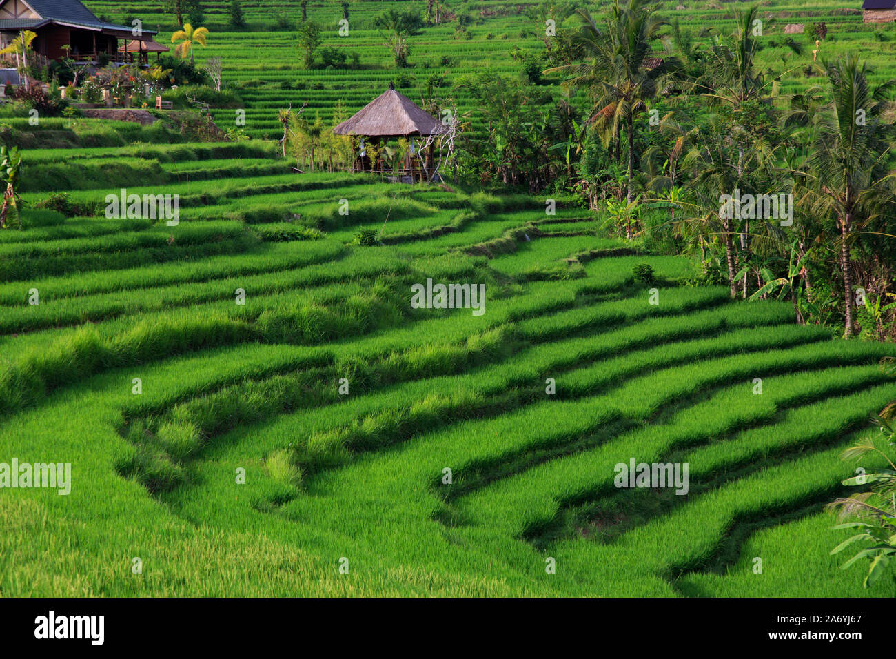 Indonesia, Bali, Sidemen Valley, Rice Fields Stock Photo - Alamy