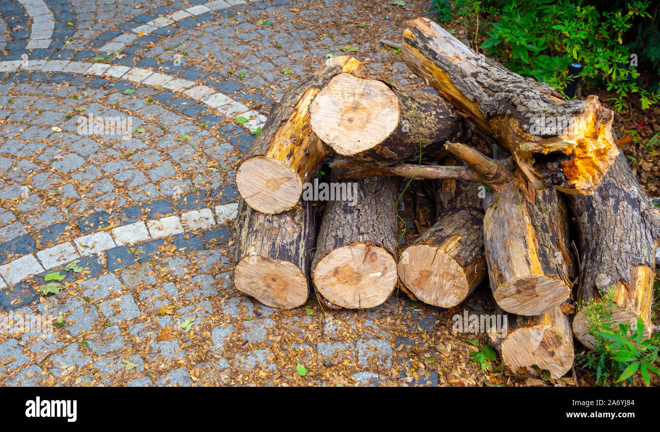 Stack of processed firewood on street stone pavement, autumn effect ...