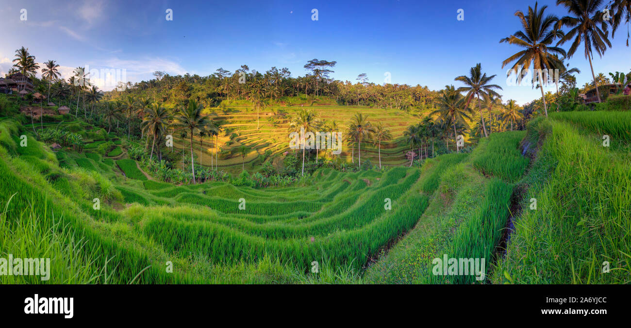Indonesia, Bali, Ubud, Tegallalang/Ceking Rice Terraces Stock Photo - Alamy